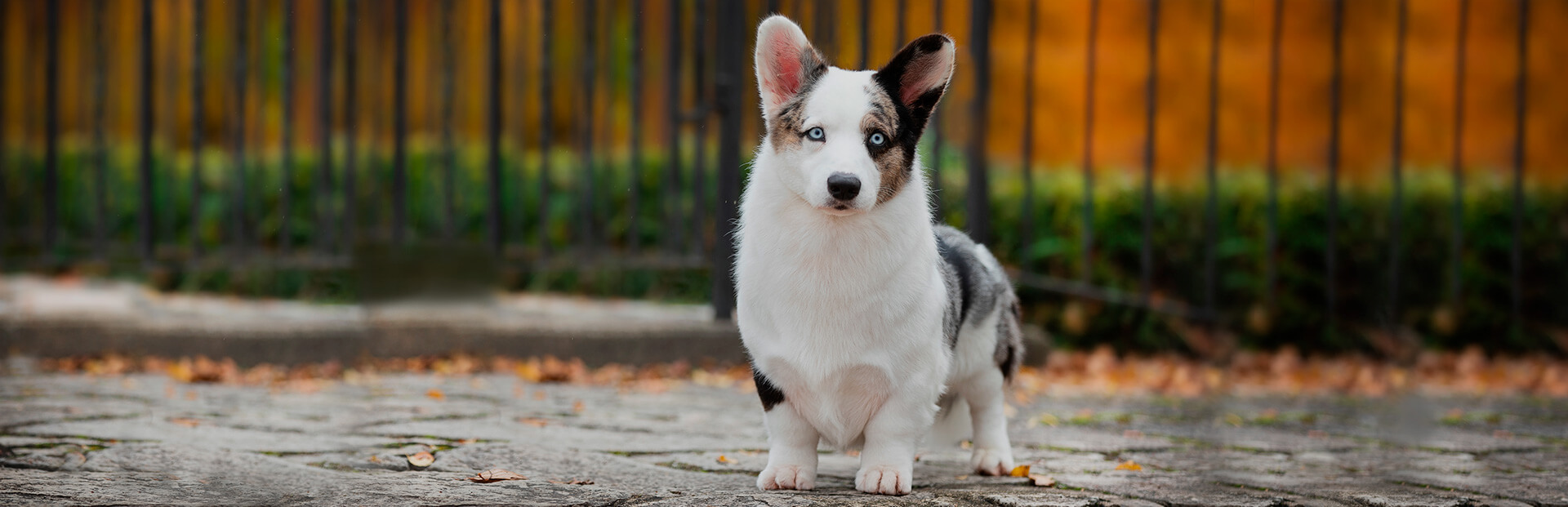 Enhance Your Dogs Performance – Complete Vites